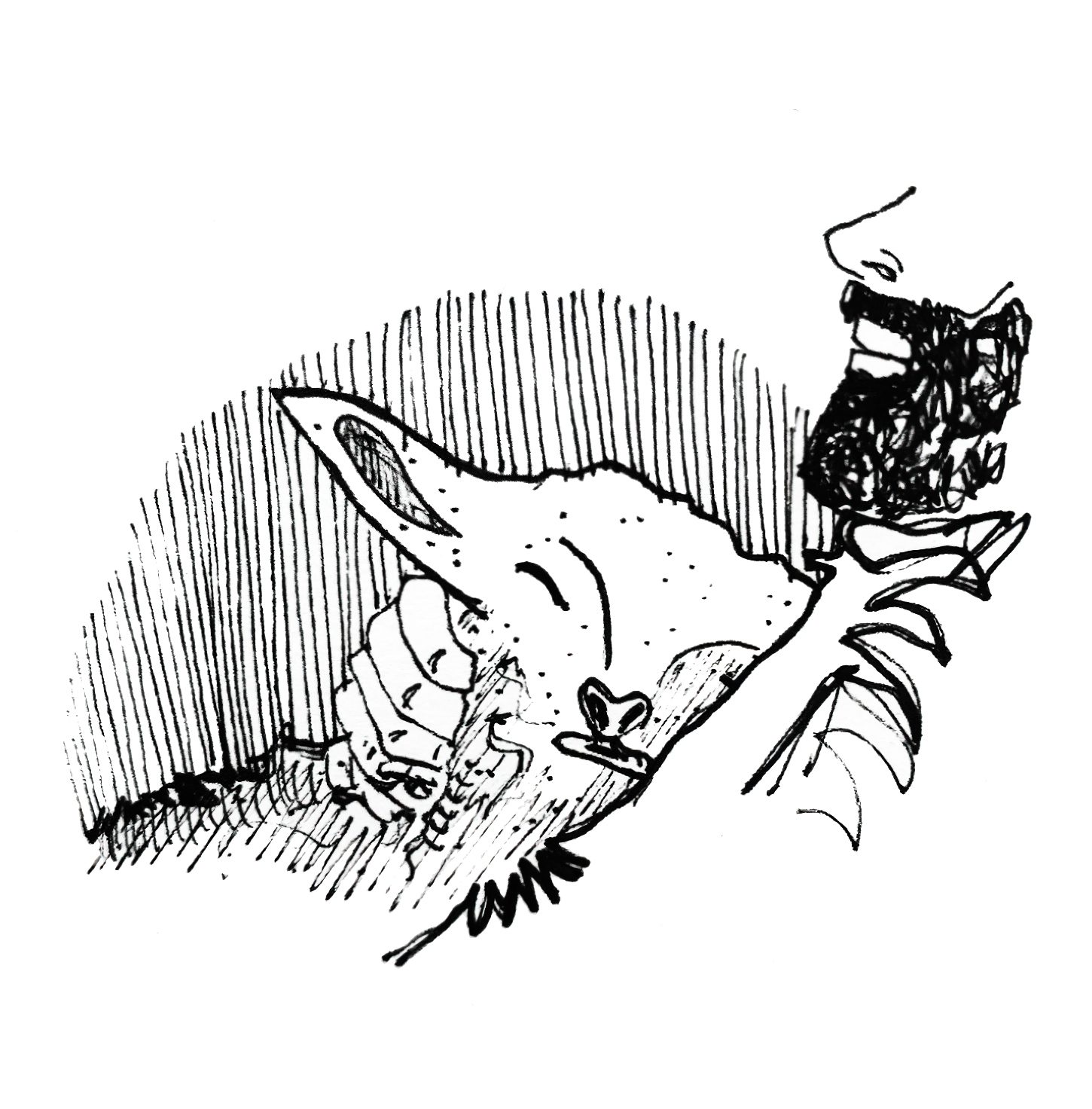 Stewardship, Mission, and Sheep - Zion Lutheran Church | Buffalo Minnesota